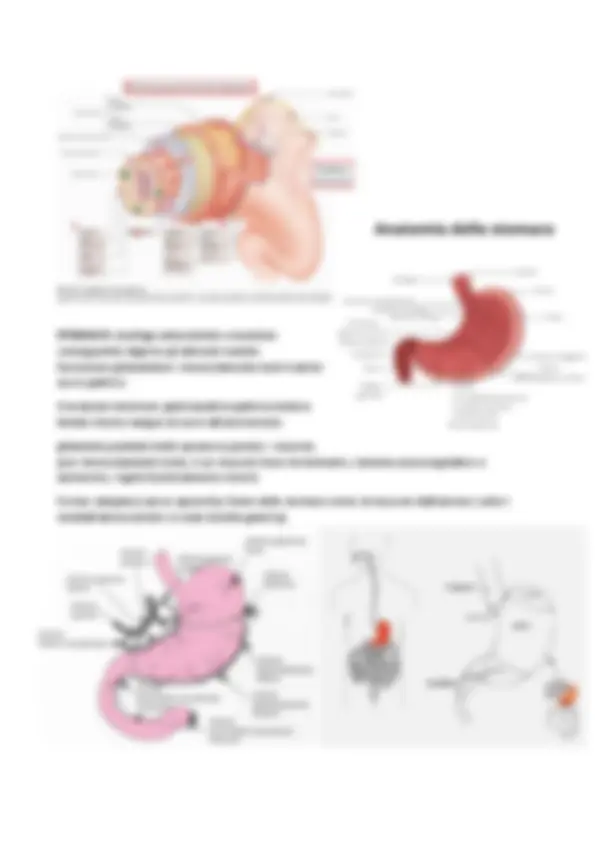 Anatomia del Cuore: Struttura, Funzioni e Vascolarizzazione | Appunti ...