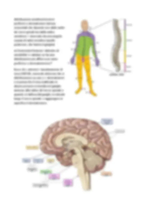 Anatomia del Cuore: Struttura, Funzioni e Vascolarizzazione | Appunti ...