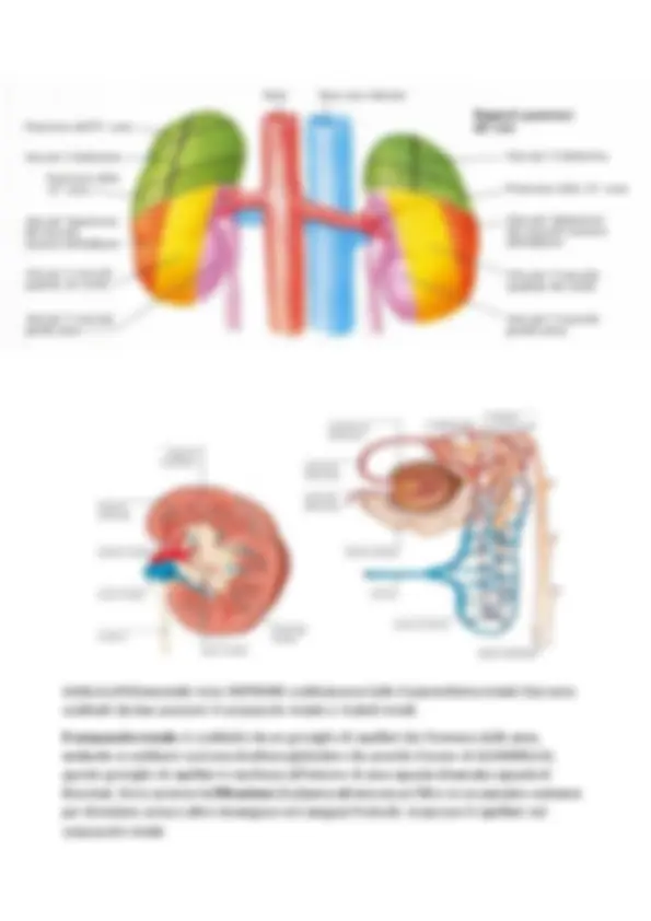 Anatomia del Cuore: Struttura, Funzioni e Vascolarizzazione | Appunti ...