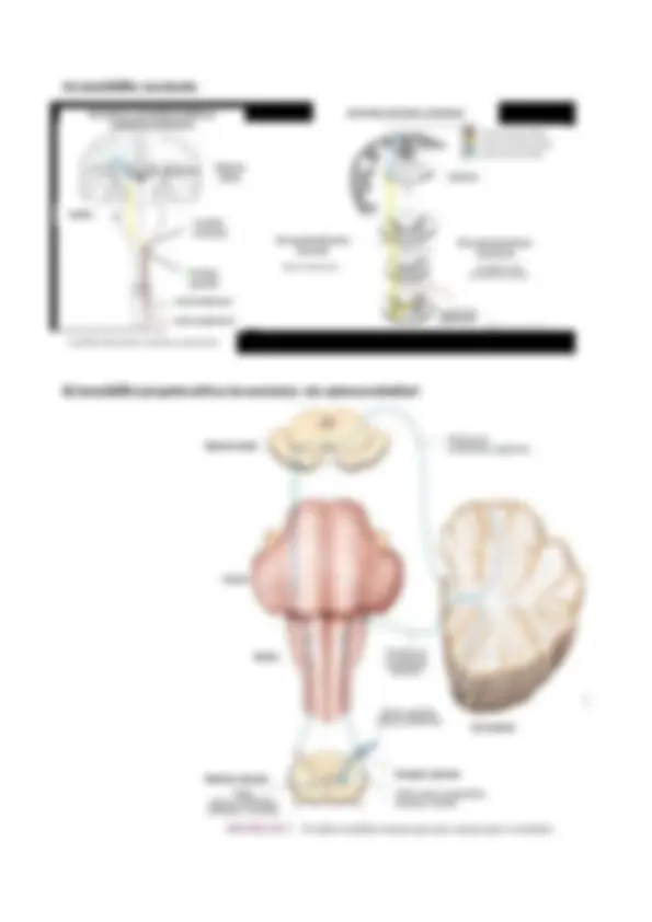 Anatomia del Cuore: Struttura, Funzioni e Vascolarizzazione | Appunti ...