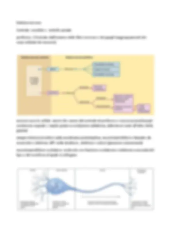 Anatomia del Cuore: Struttura, Funzioni e Vascolarizzazione | Appunti ...