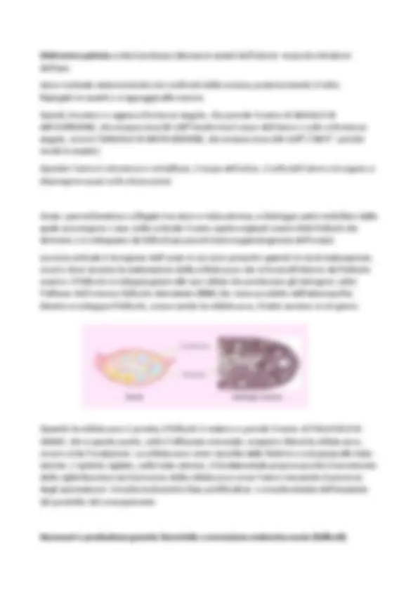 Anatomia del Cuore: Struttura, Funzioni e Vascolarizzazione | Appunti ...