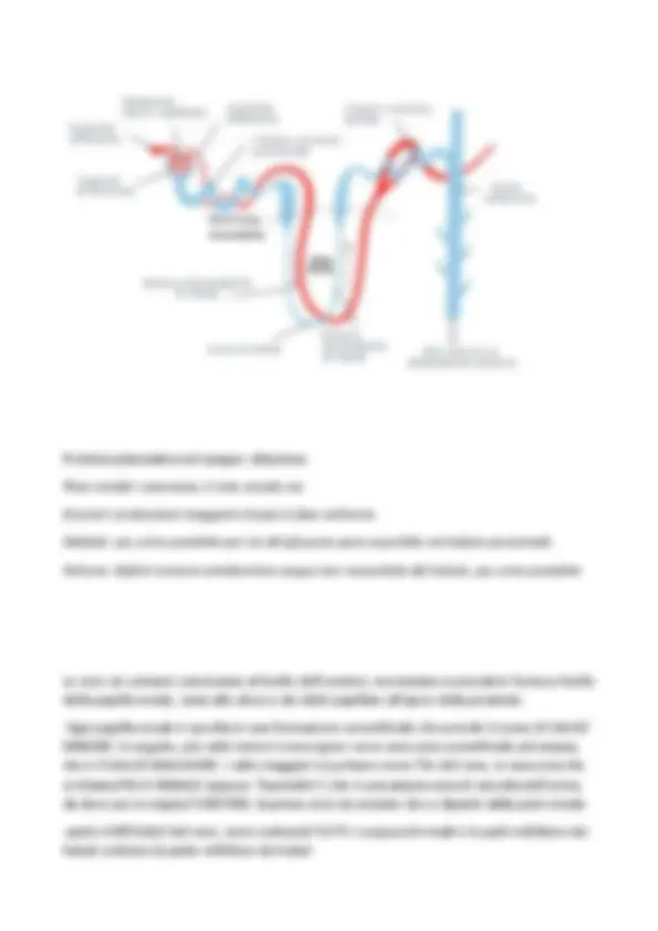 Anatomia del Cuore: Struttura, Funzioni e Vascolarizzazione | Appunti ...