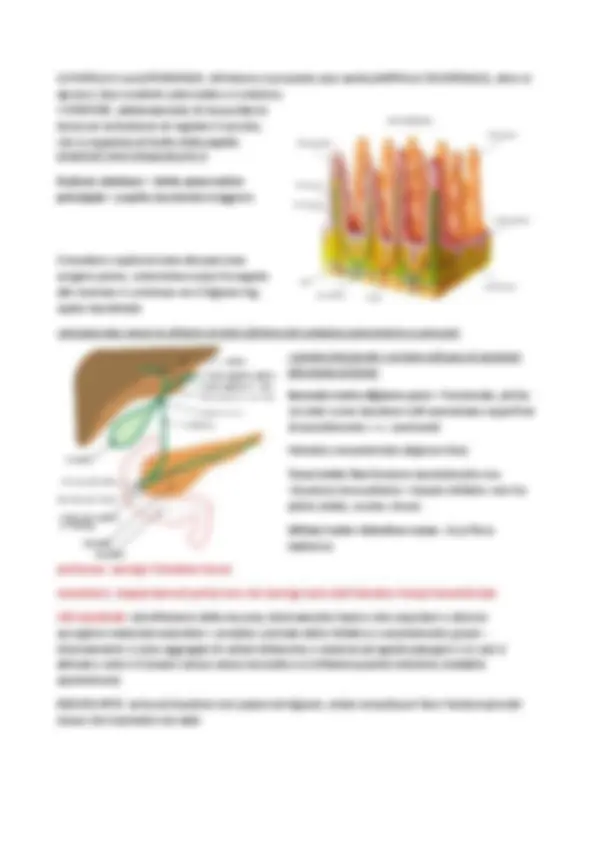 Anatomia del Cuore: Struttura, Funzioni e Vascolarizzazione | Appunti ...