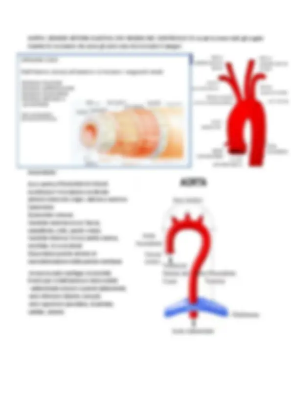 Anatomia del Cuore: Struttura, Funzioni e Vascolarizzazione | Appunti ...