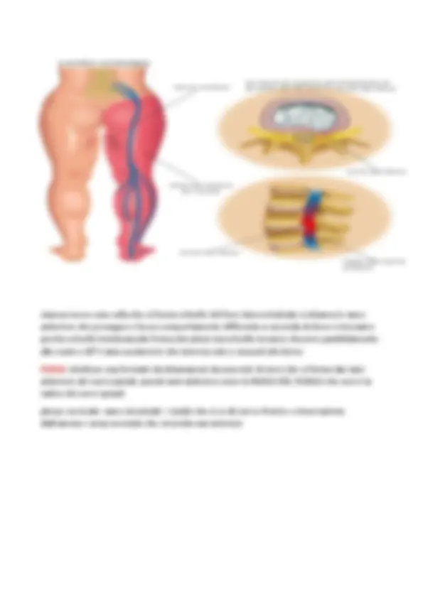 Anatomia del Cuore: Struttura, Funzioni e Vascolarizzazione | Appunti ...