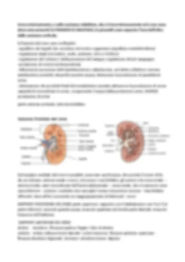 Anatomia del Cuore: Struttura, Funzioni e Vascolarizzazione | Appunti ...