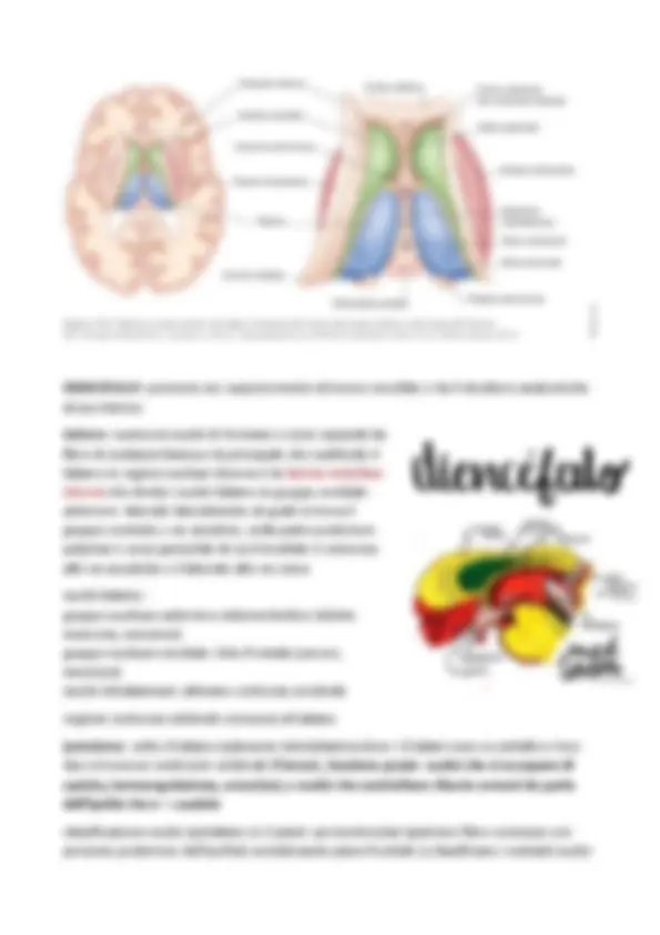 Anatomia del Cuore: Struttura, Funzioni e Vascolarizzazione | Appunti ...