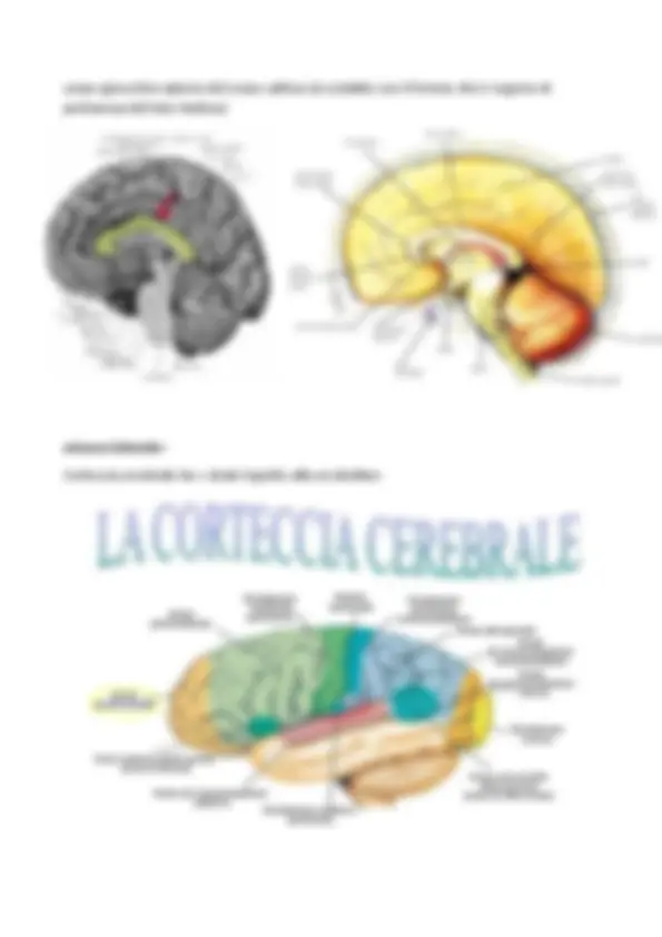 Anatomia del Cuore: Struttura, Funzioni e Vascolarizzazione | Appunti ...