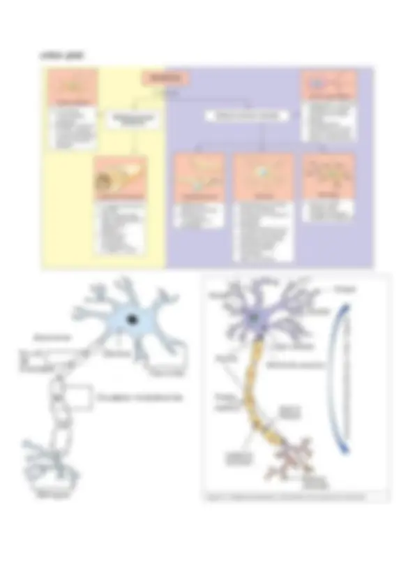 Anatomia del Cuore: Struttura, Funzioni e Vascolarizzazione | Appunti ...