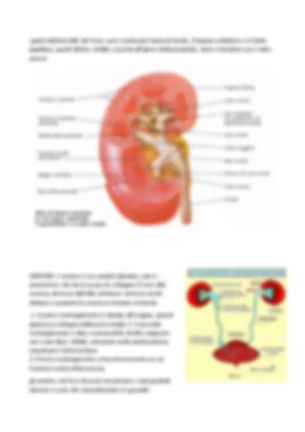 Anatomia del Cuore: Struttura, Funzioni e Vascolarizzazione | Appunti ...