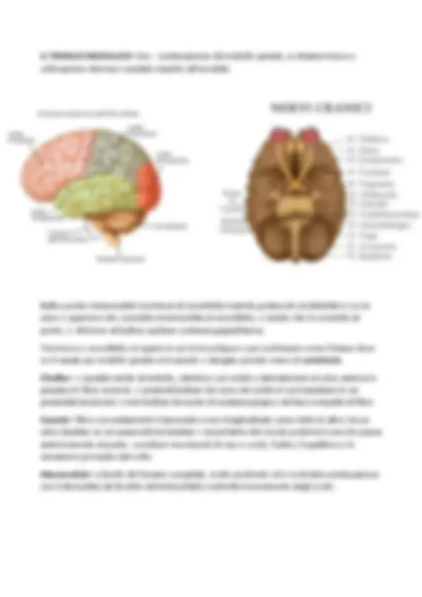 Anatomia del Cuore: Struttura, Funzioni e Vascolarizzazione | Appunti ...