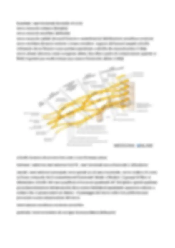 Anatomia del Cuore: Struttura, Funzioni e Vascolarizzazione | Appunti ...