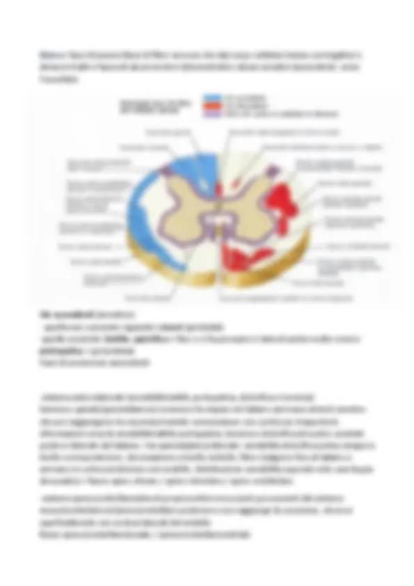 Anatomia del Cuore: Struttura, Funzioni e Vascolarizzazione | Appunti ...