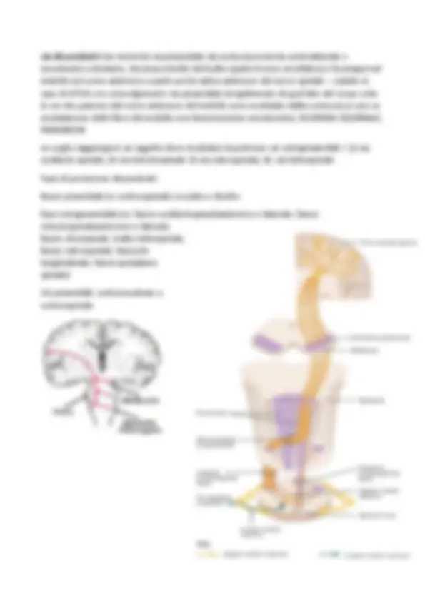 Anatomia del Cuore: Struttura, Funzioni e Vascolarizzazione | Appunti ...