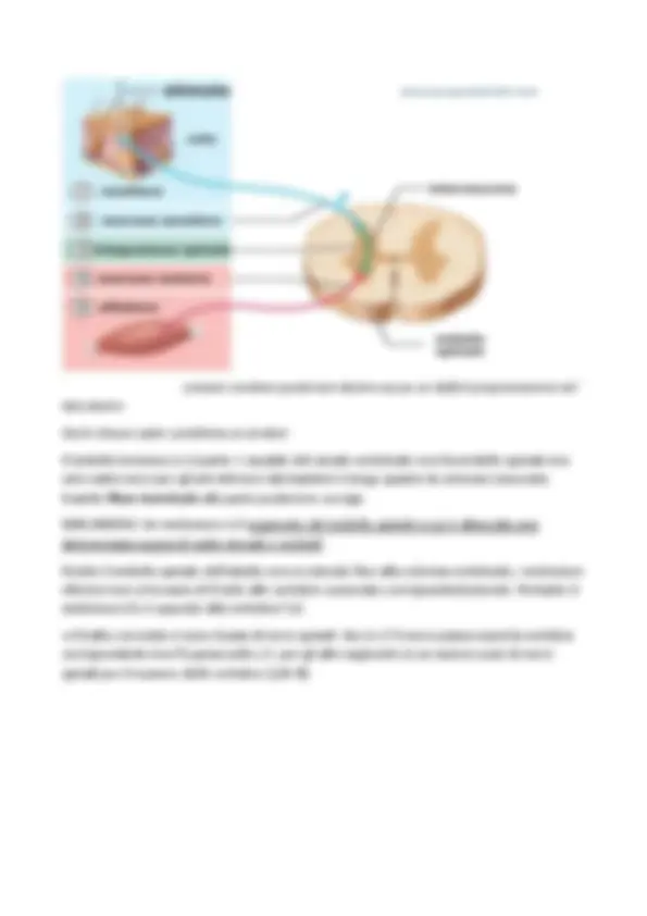 Anatomia del Cuore: Struttura, Funzioni e Vascolarizzazione | Appunti ...
