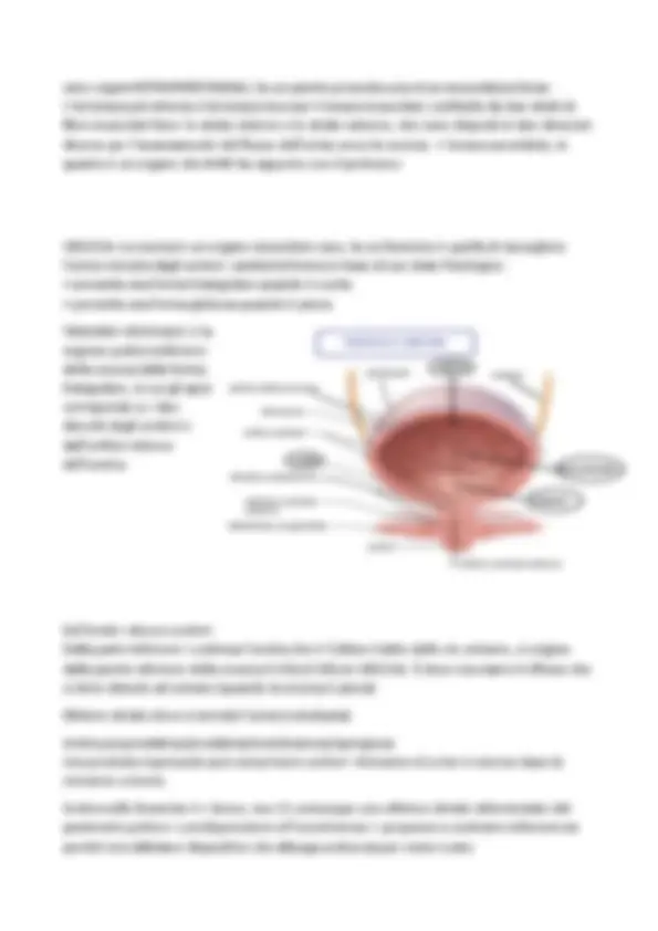Anatomia del Cuore: Struttura, Funzioni e Vascolarizzazione | Appunti ...