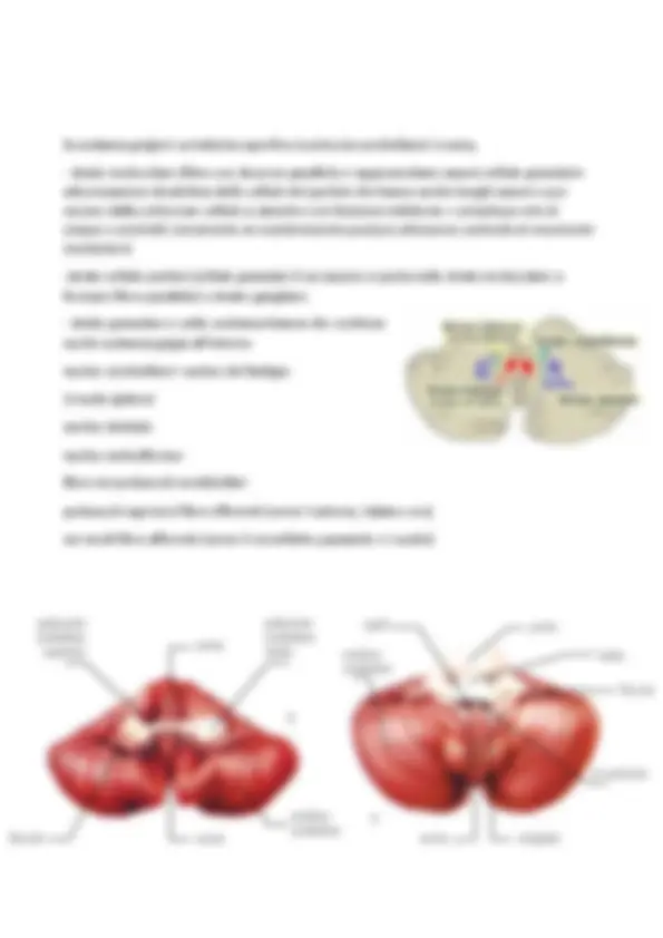 Anatomia del Cuore: Struttura, Funzioni e Vascolarizzazione | Appunti ...
