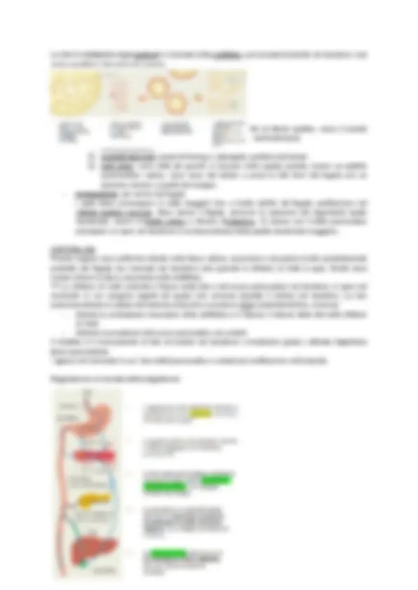 Anatomia e Fisiologia del Fegato e del Pancreas - Prof. Gonelli ...