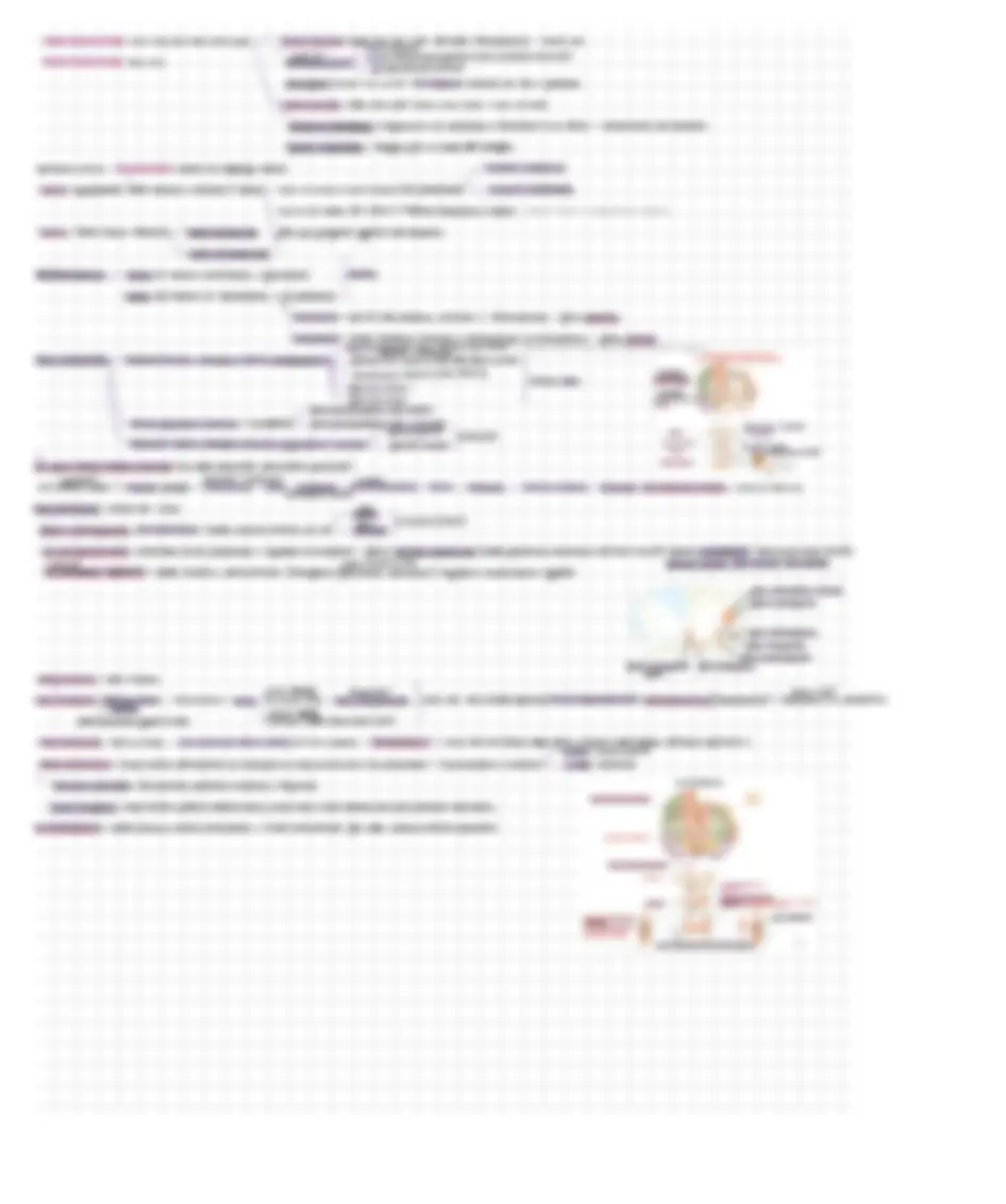 Neuroanatomia mappe e schemi | Schemi e mappe concettuali di Anatomia III | Docsity