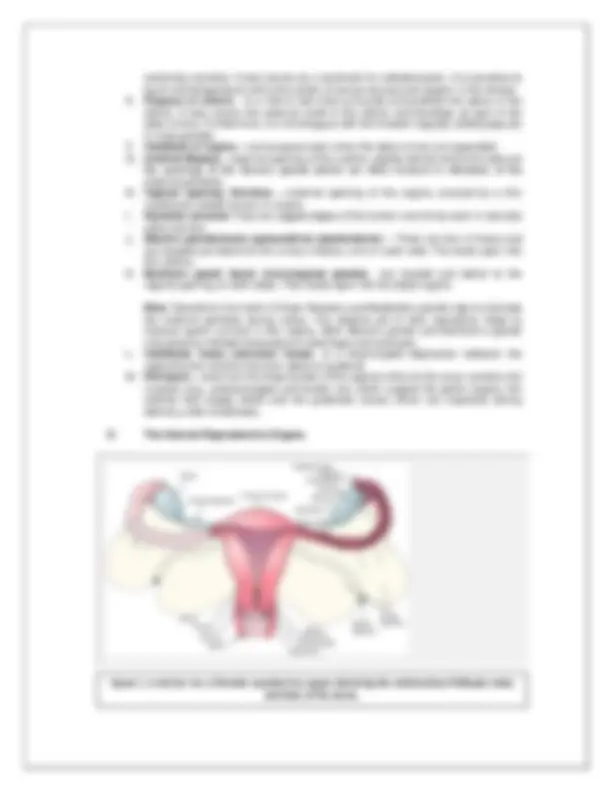 Female Reproductive Anatomy and Physiology Study Guide | Exams Anatomy ...