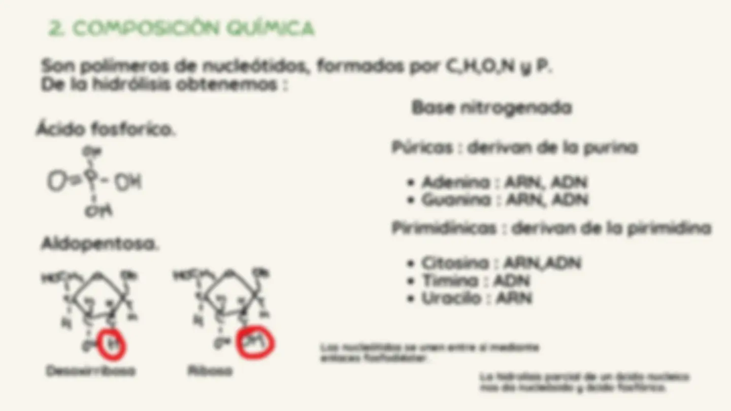 Los Ácidos Nucleicos: Estructura, Funciones y Tipos de ADN | Diapositivas de Biología | Docsity
