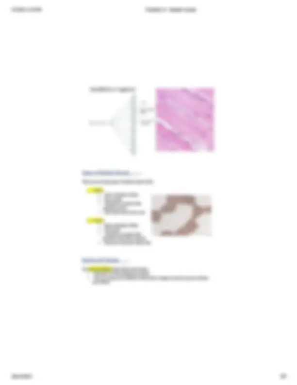 Practical 14 - skeletal muscle-Medicine | Study notes Medicine | Docsity