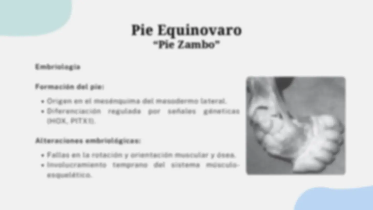 Músculos, embriología | Schemes and Mind Maps Embryology | Docsity