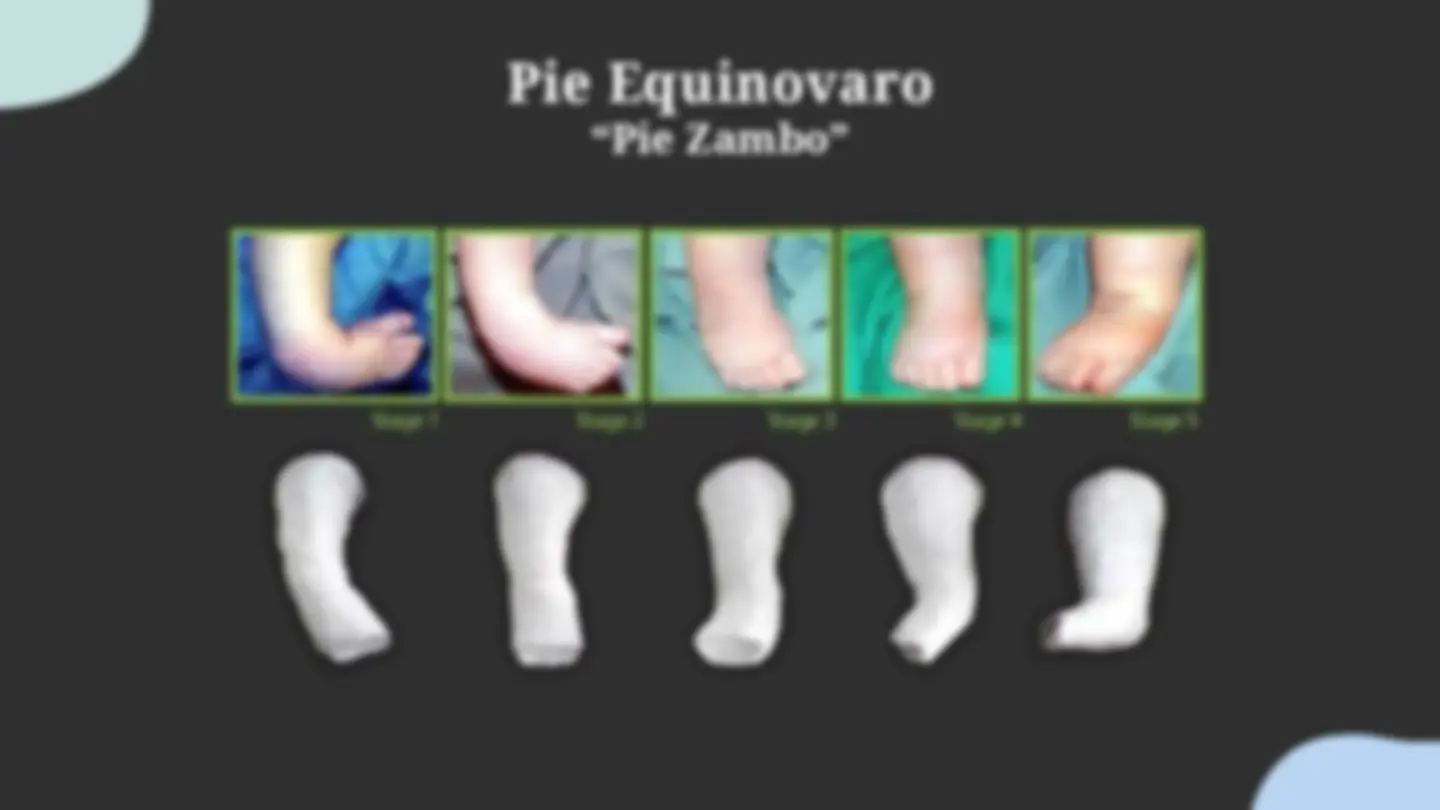 Músculos, embriología | Schemes and Mind Maps Embryology | Docsity