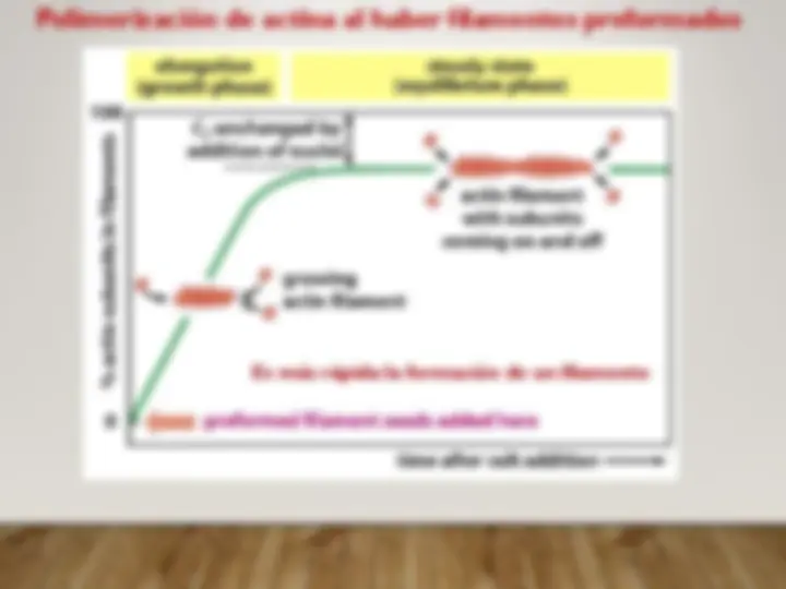 Citoesqueleto, documento | Schemes and Mind Maps Family and Consumer ...
