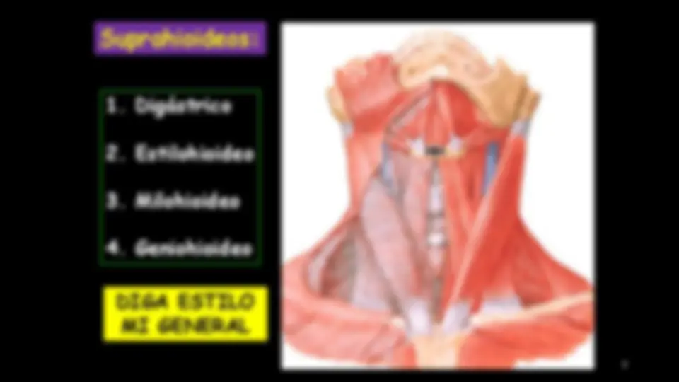 Anatomía del Cuello: Una Guía Completa con Imágenes y Explicaciones ...
