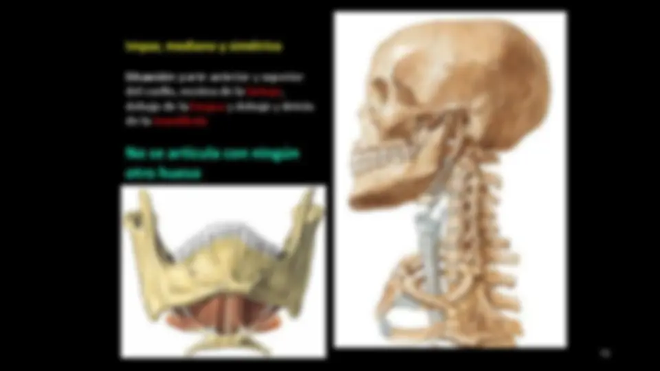 Anatomía del Cuello: Una Guía Completa con Imágenes y Explicaciones ...