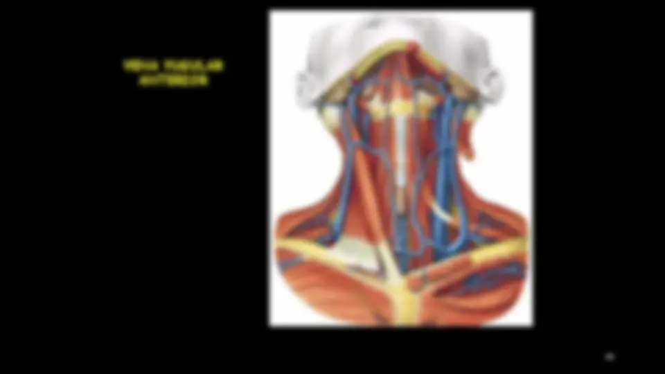 Anatomía del Cuello: Una Guía Completa con Imágenes y Explicaciones ...