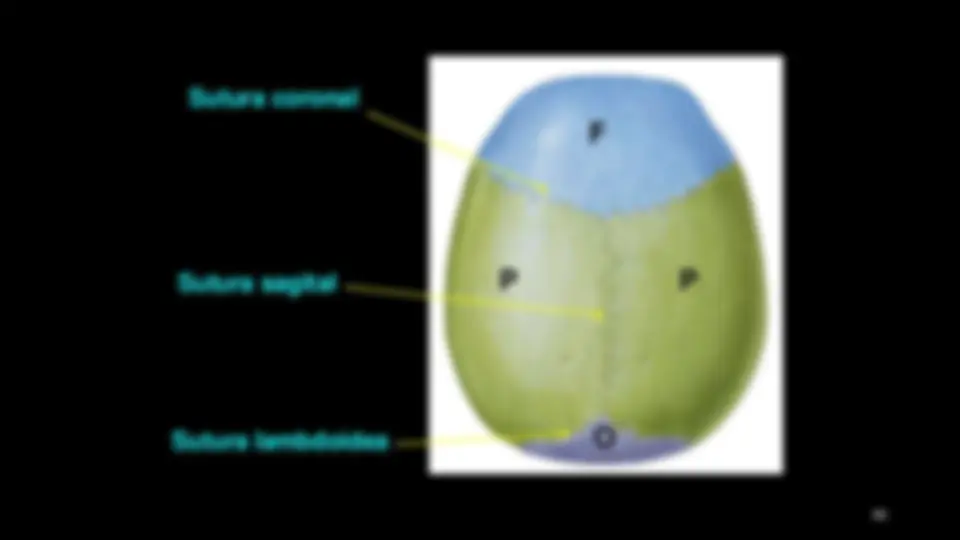 Anatomía del Cuello: Una Guía Completa con Imágenes y Explicaciones ...