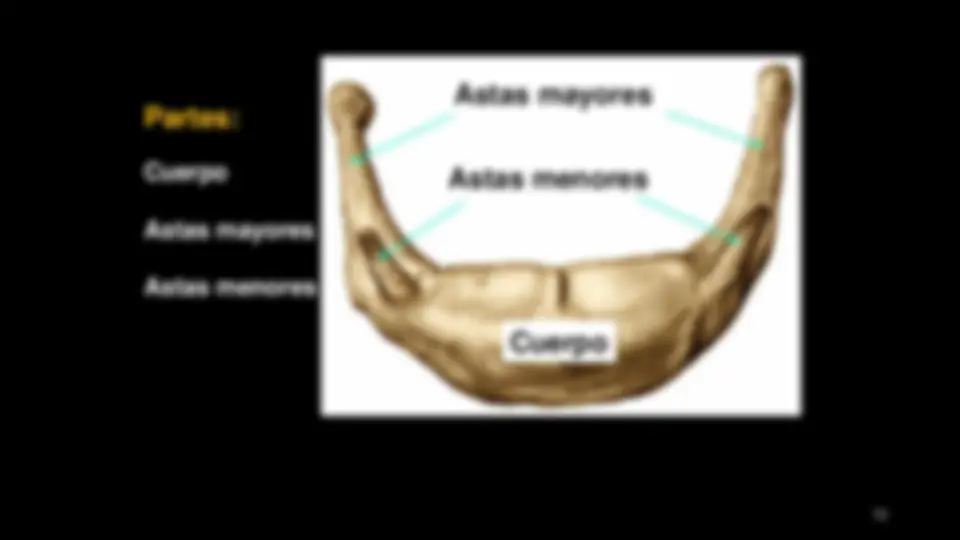 Anatomía del Cuello: Una Guía Completa con Imágenes y Explicaciones ...