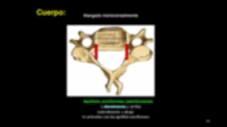 Anatomía del Cuello: Una Guía Completa con Imágenes y Explicaciones ...