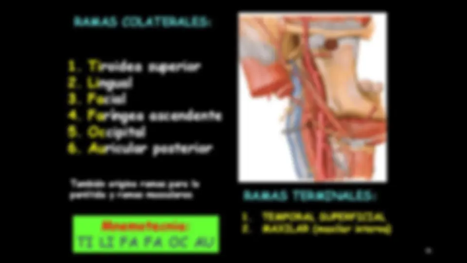 Anatomía del Cuello: Una Guía Completa con Imágenes y Explicaciones ...