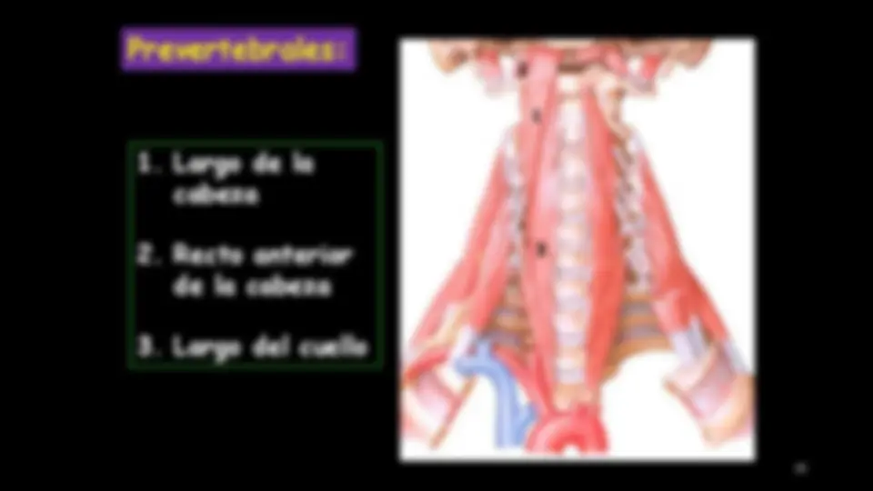 Anatomía del Cuello: Una Guía Completa con Imágenes y Explicaciones ...