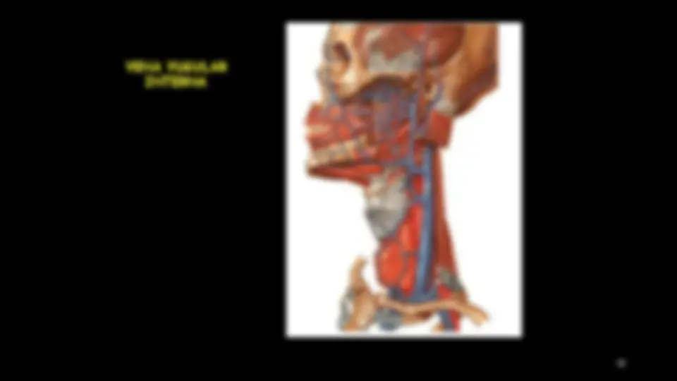 Anatomía del Cuello: Una Guía Completa con Imágenes y Explicaciones ...