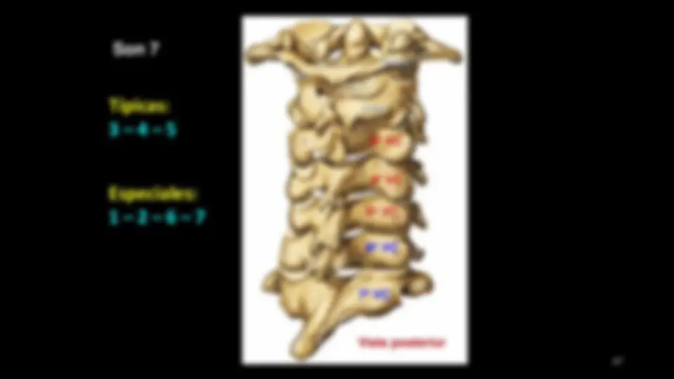 Anatomía del Cuello: Una Guía Completa con Imágenes y Explicaciones ...