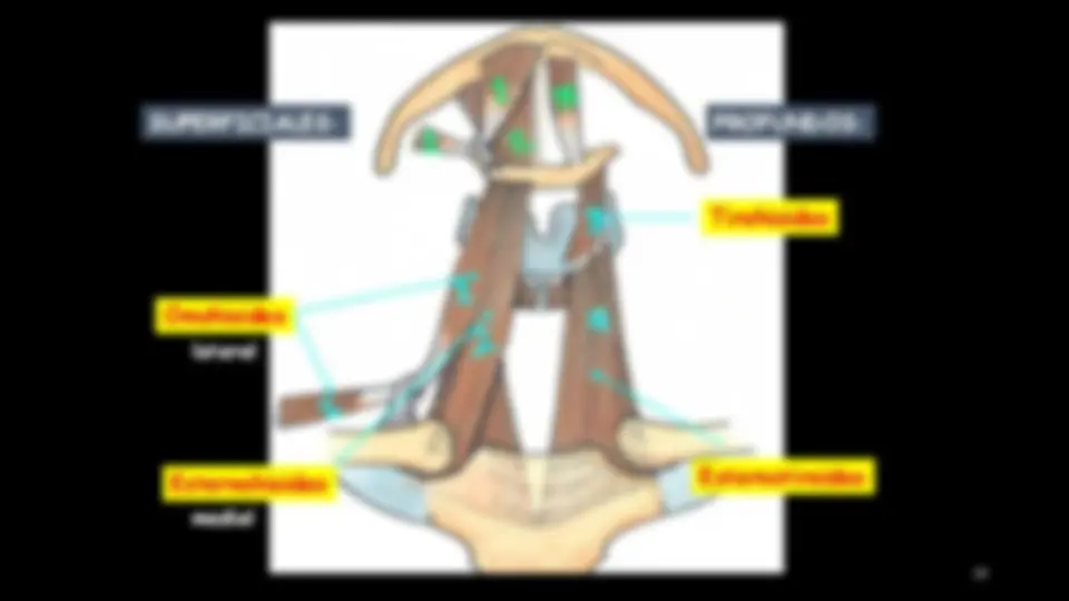 Anatomía del Cuello: Una Guía Completa con Imágenes y Explicaciones ...