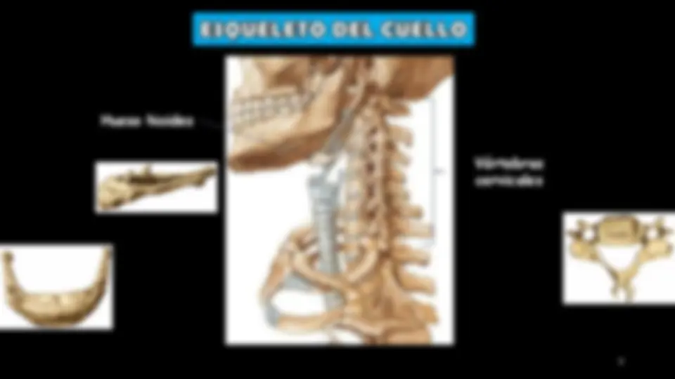 Anatomía del Cuello: Una Guía Completa con Imágenes y Explicaciones ...