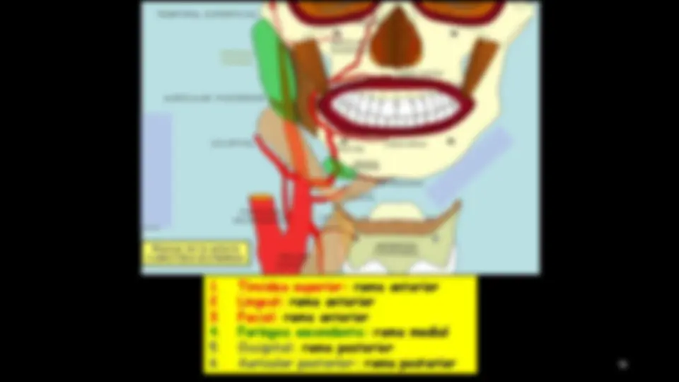 Anatomía del Cuello: Una Guía Completa con Imágenes y Explicaciones ...