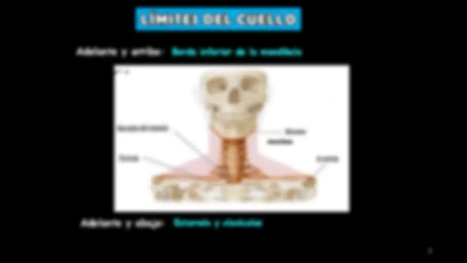 Anatomía del Cuello: Una Guía Completa con Imágenes y Explicaciones ...