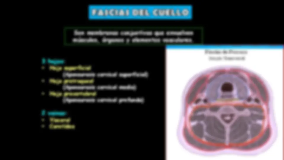 Anatomía del Cuello: Una Guía Completa con Imágenes y Explicaciones ...