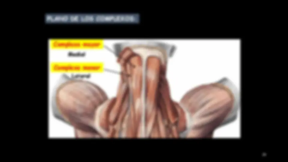 Anatomía del Cuello: Una Guía Completa con Imágenes y Explicaciones ...