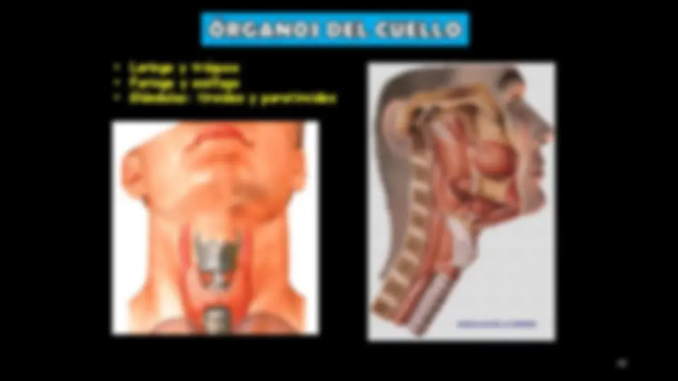 Anatomía del Cuello: Una Guía Completa con Imágenes y Explicaciones ...