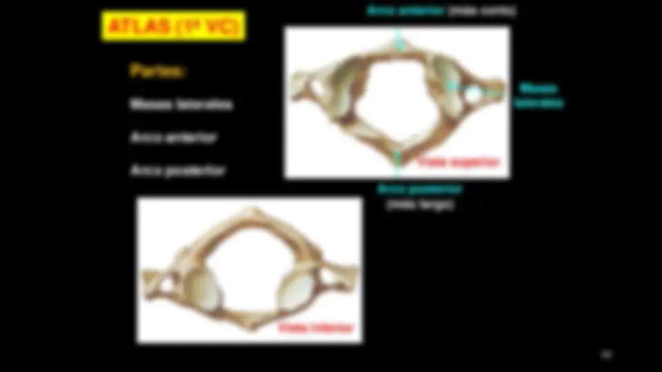 Anatomía del Cuello: Una Guía Completa con Imágenes y Explicaciones ...