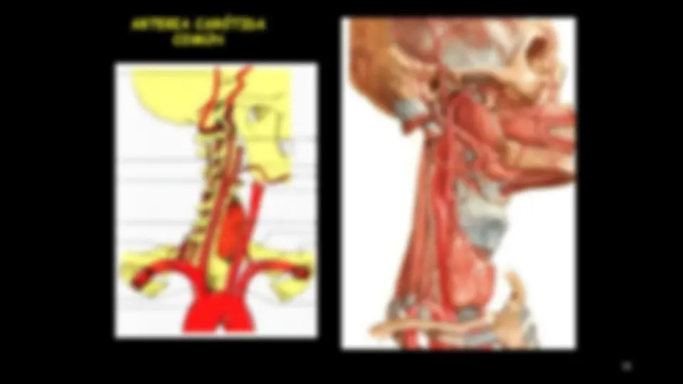 Anatomía del Cuello: Una Guía Completa con Imágenes y Explicaciones ...
