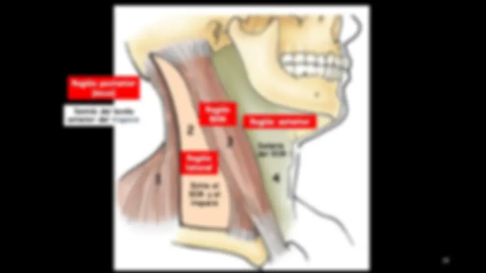 Anatomía del Cuello: Una Guía Completa con Imágenes y Explicaciones ...
